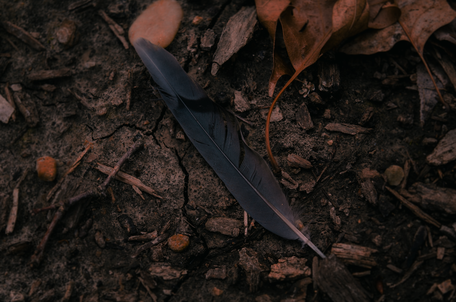 Welcome To The New Divine Feather Website – Divine Feather